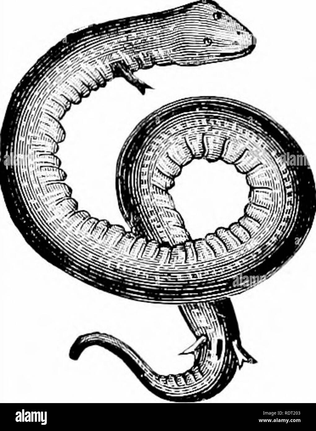 15 classification Black and White Stock Photos & Images - Alamy