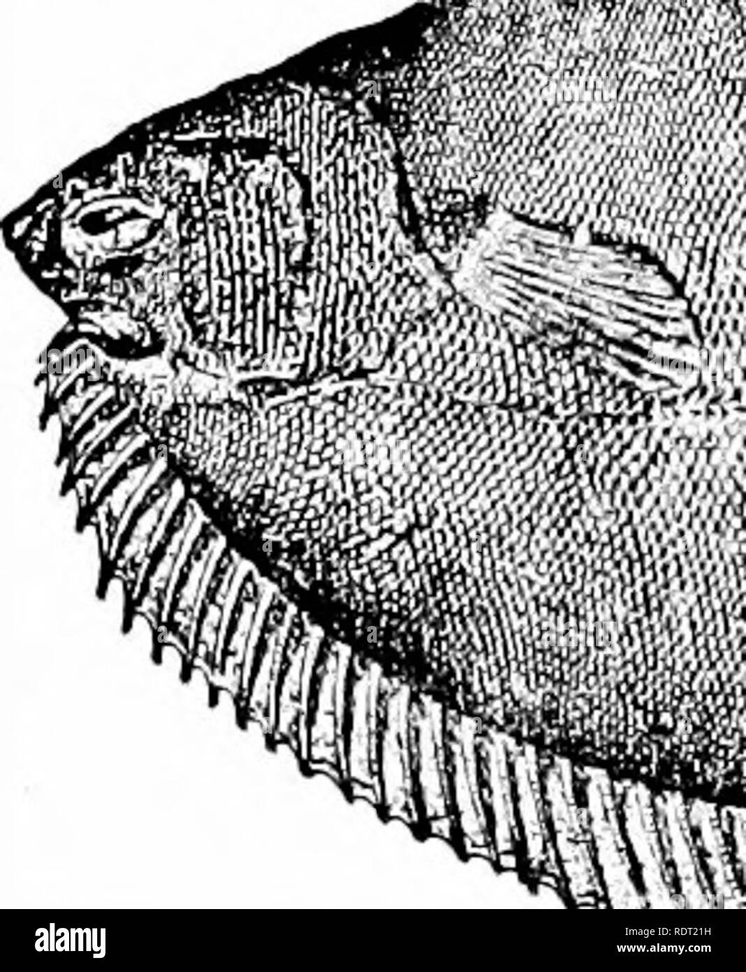 Brackish water crayfish Black and White Stock Photos & Images - Alamy