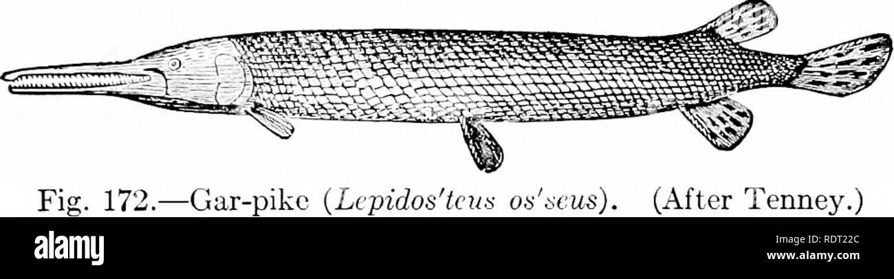 Gar scales hi-res stock photography and images - Alamy