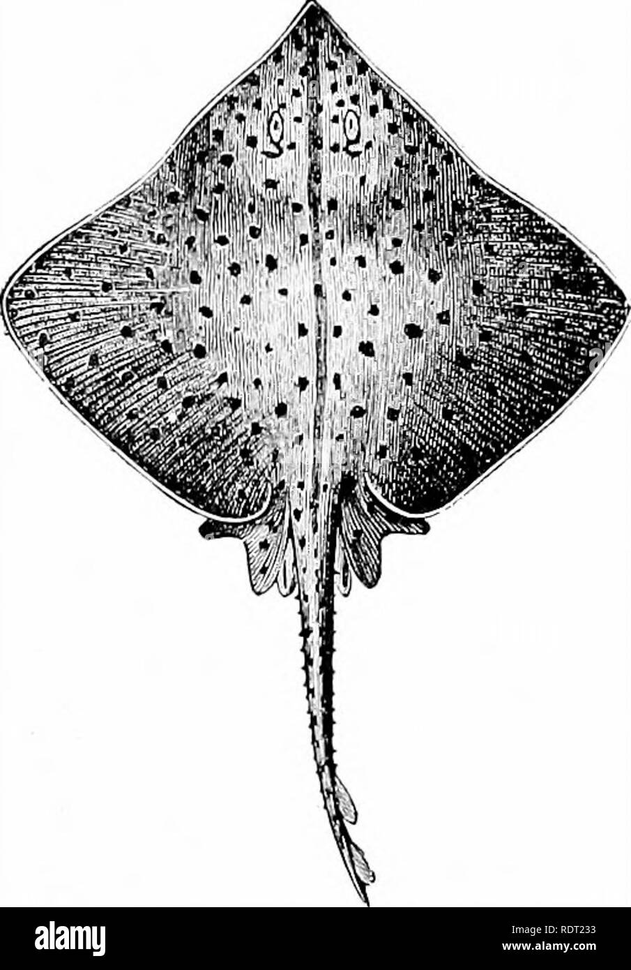 . Principles of economic zoo?logy. Zoology, Economic. HOLOCEPHALI 207 ...