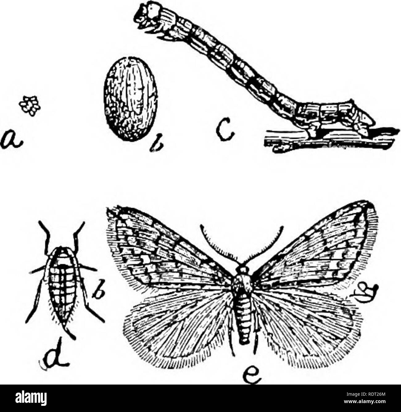 Riley moth Cut Out Stock Images & Pictures - Alamy