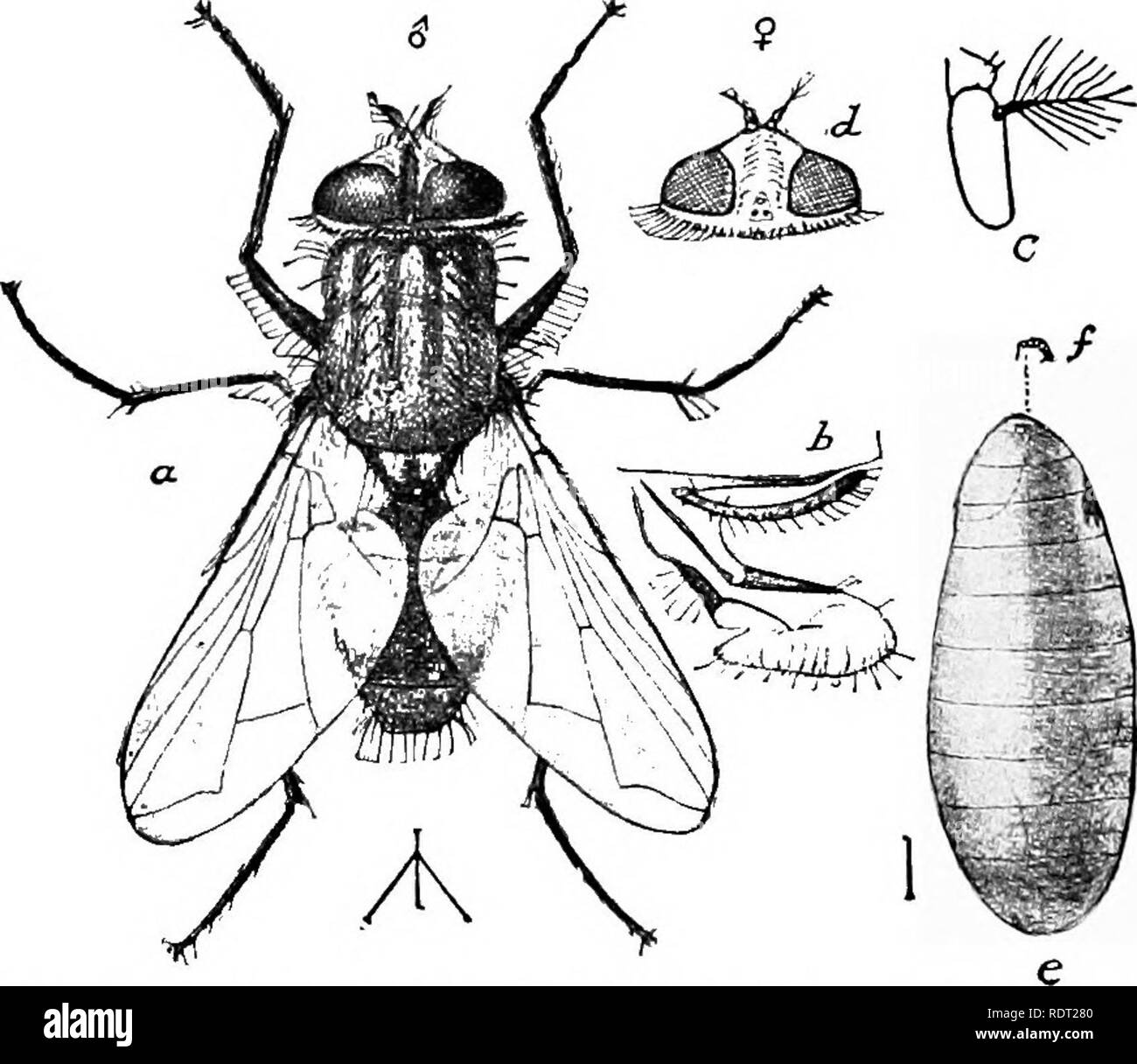 Two wings ending Black and White Stock Photos & Images - Alamy
