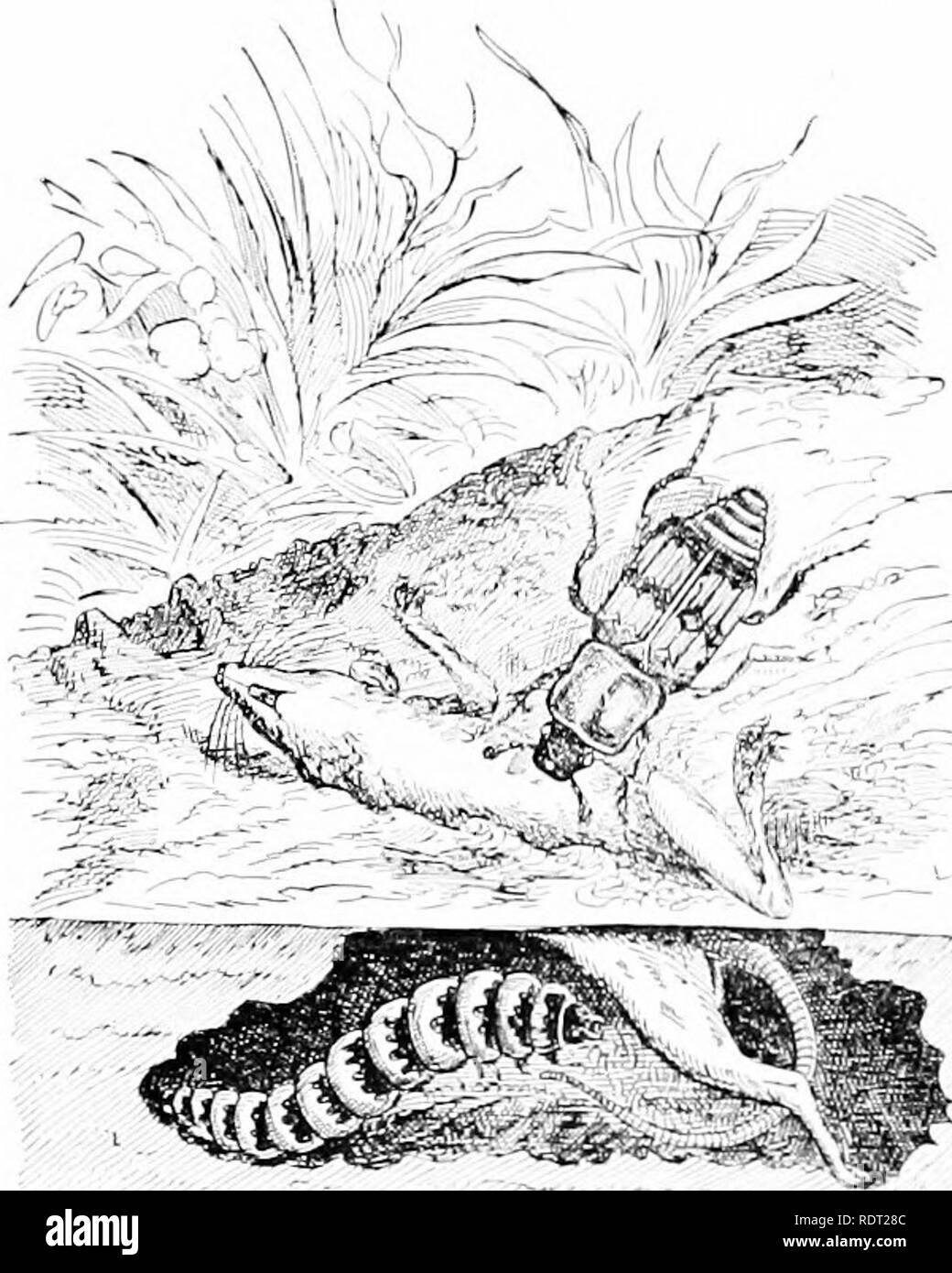 Carrion habitat Black and White Stock Photos & Images - Alamy