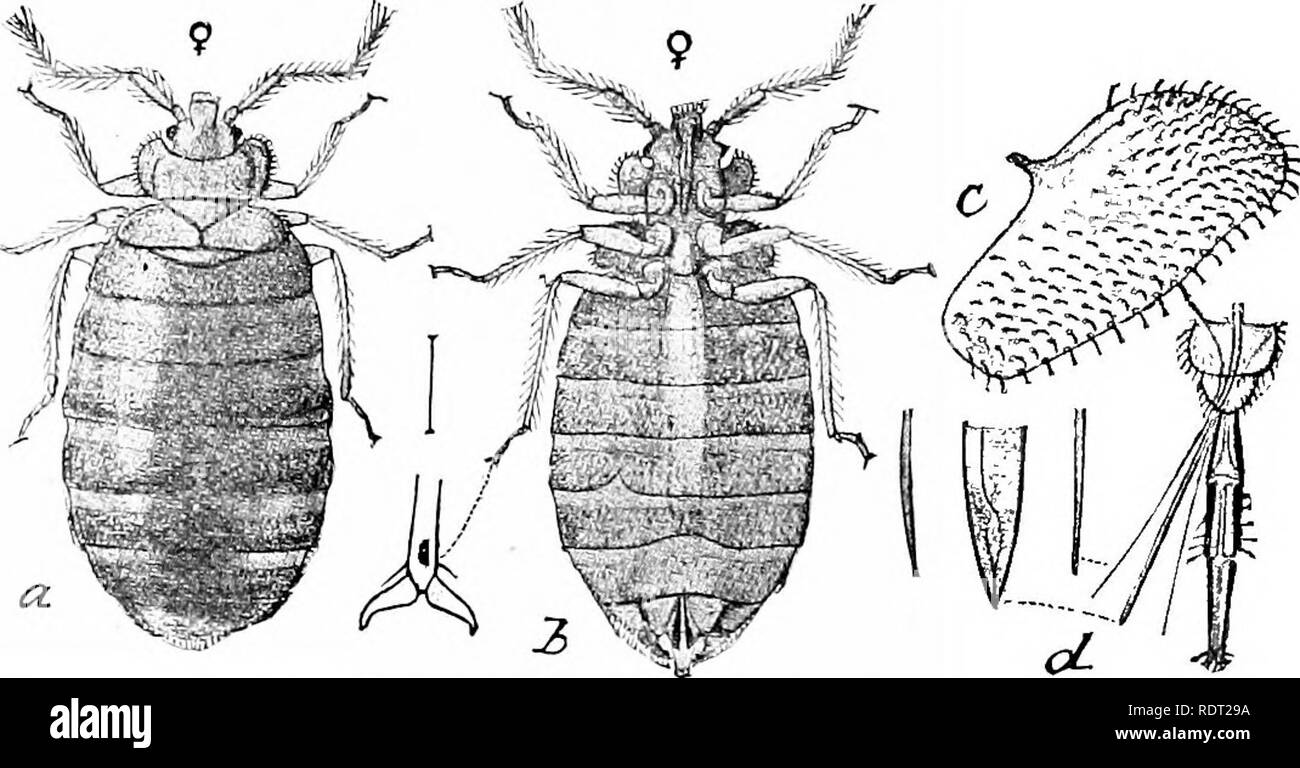 . Principles of economic zoo?logy. Zoology, Economic. HEMIPTERA 141 of ...