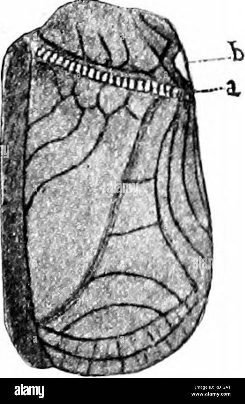 Tympanic membranes hi-res stock photography and images - Alamy