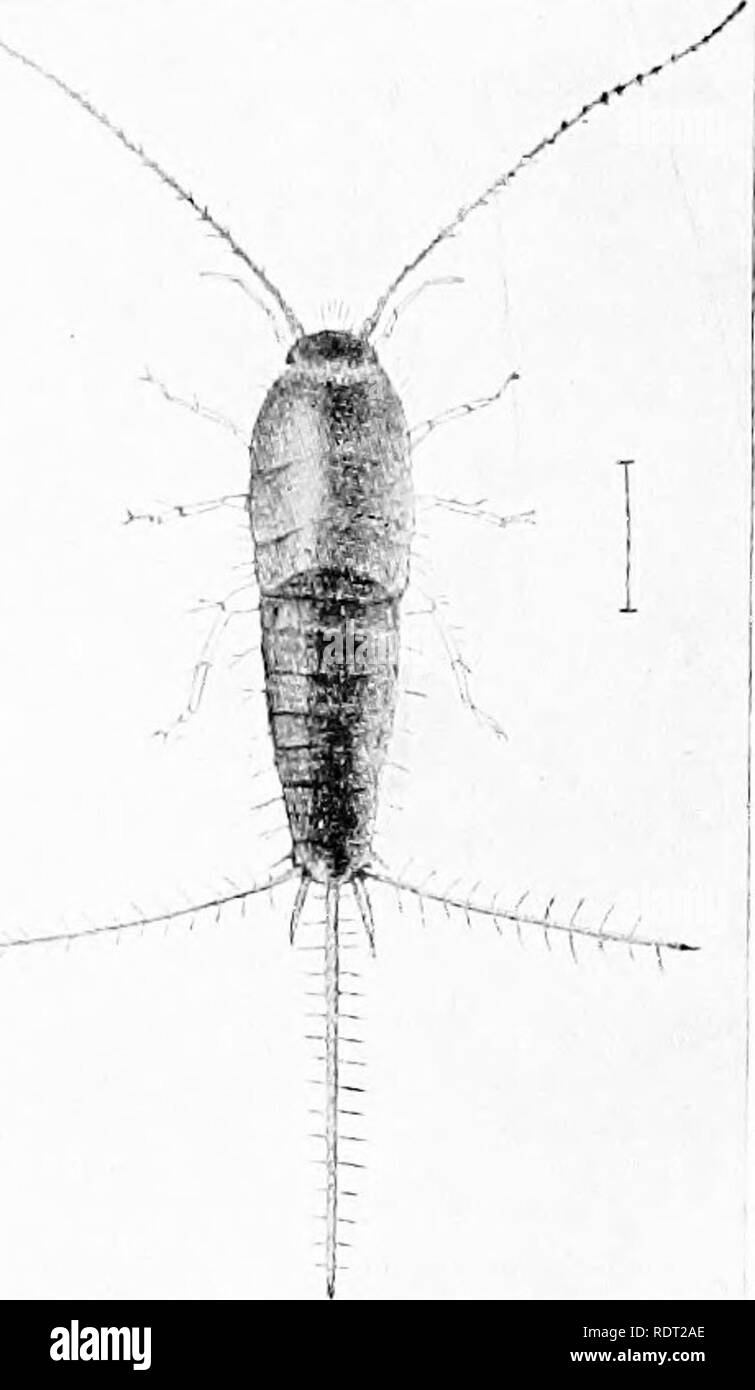 Fish moth Black and White Stock Photos & Images - Alamy