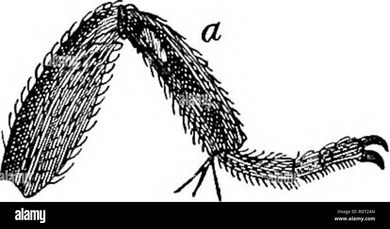 Tympanic membrane Black and White Stock Photos & Images - Alamy