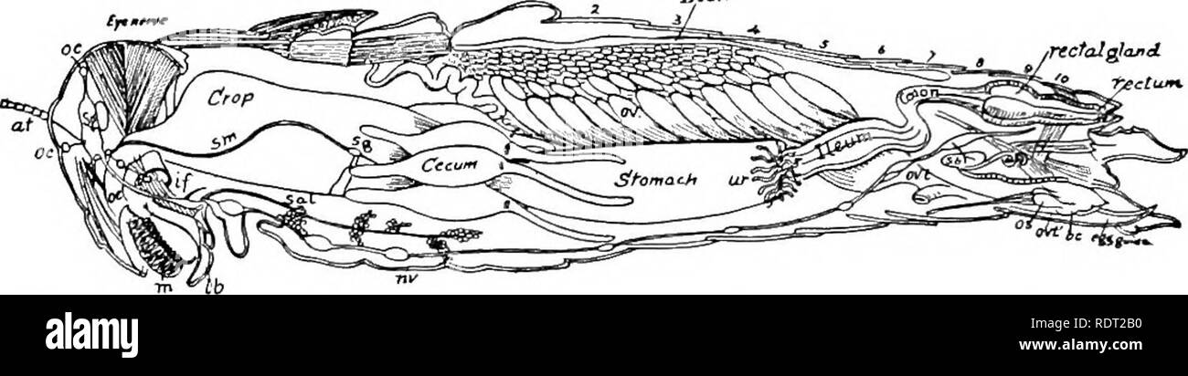 . Principles of economic zoo?logy. Zoology, Economic. 120 BRANCH ...