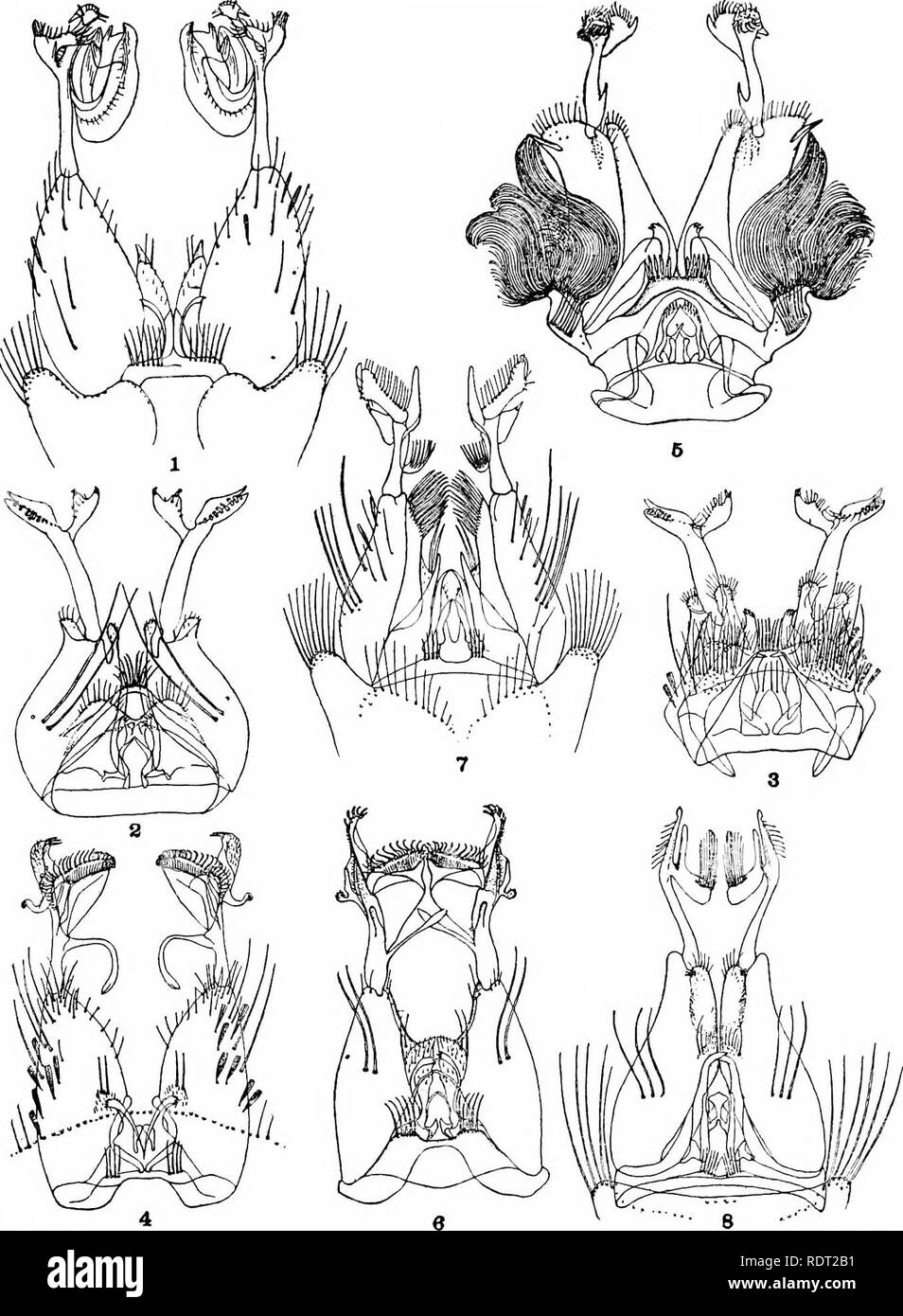 Symmachus High Resolution Stock Photography and Images - Alamy