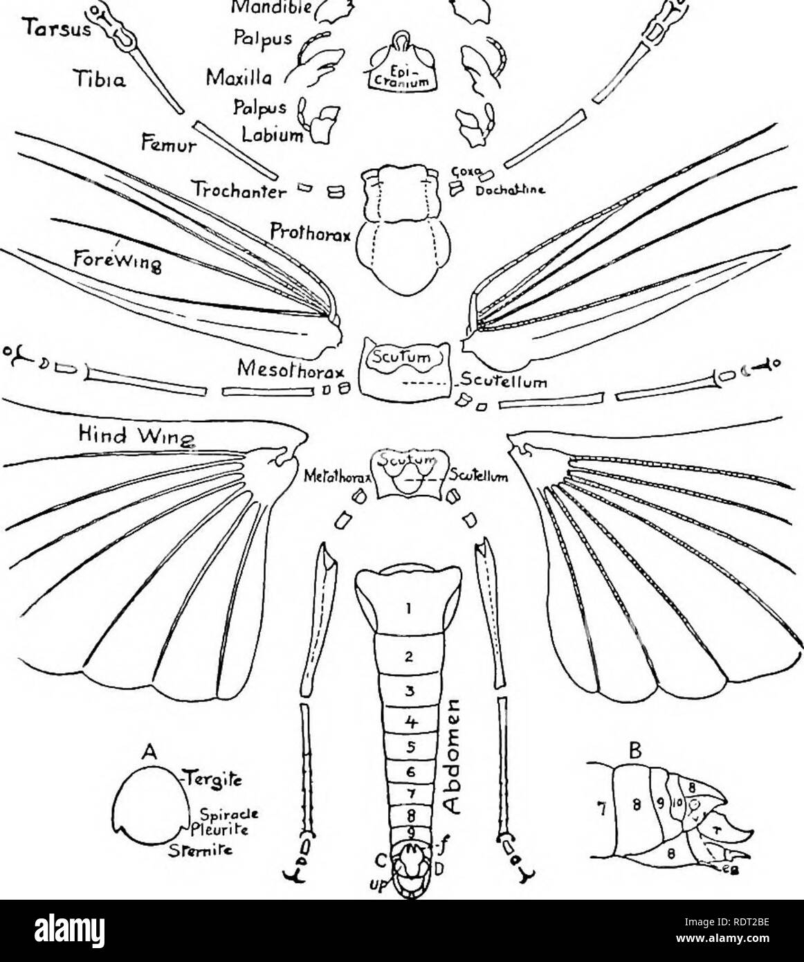 Insects anatomy Black and White Stock Photos & Images - Alamy