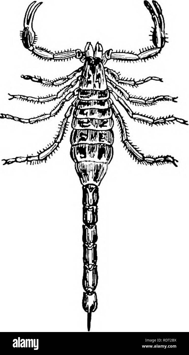 First arthropods Black and White Stock Photos & Images - Alamy