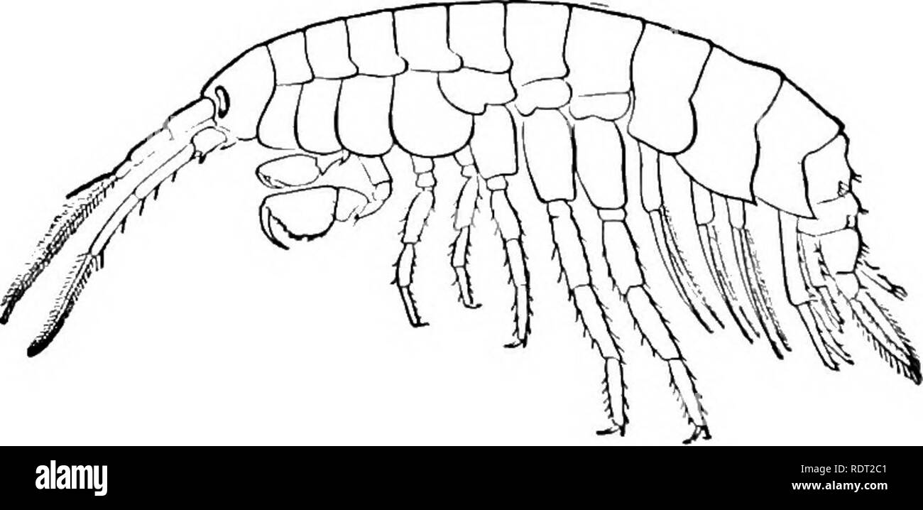 Male fiddler crab Black and White Stock Photos & Images - Alamy