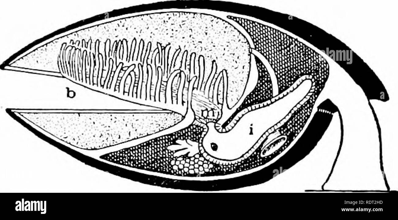 . Principles of economic zoo?logy. Zoology, Economic. BRACHIOPODA 49 ...