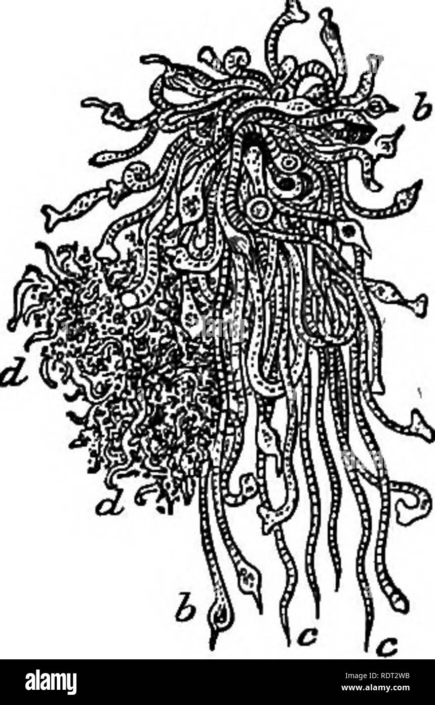 Velella velella Black and White Stock Photos & Images - Alamy