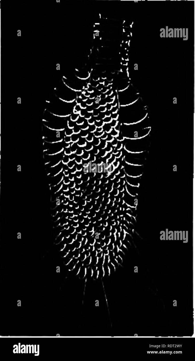 Leech mouth hi-res stock photography and images - Alamy