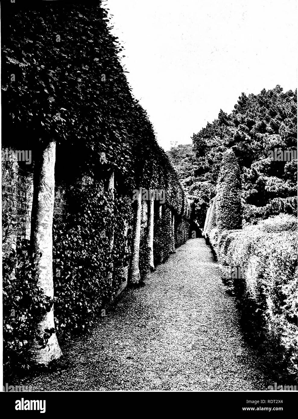 Pollarded hornbeam hi-res stock photography and images - Alamy