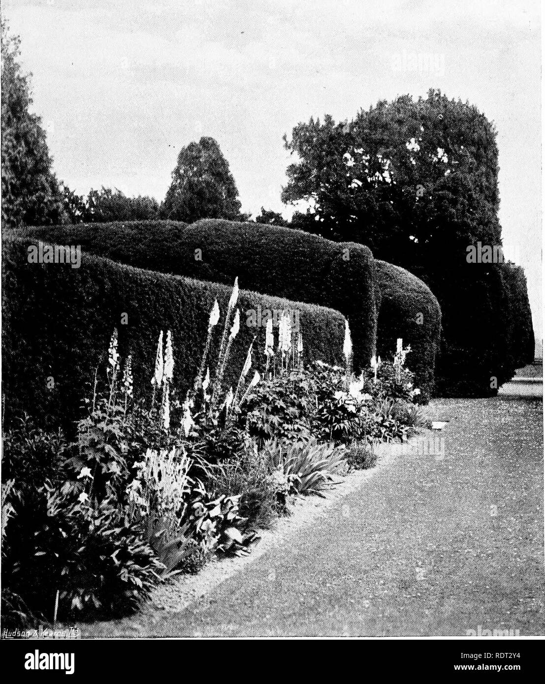 Yew hedges Black and White Stock Photos & Images - Alamy