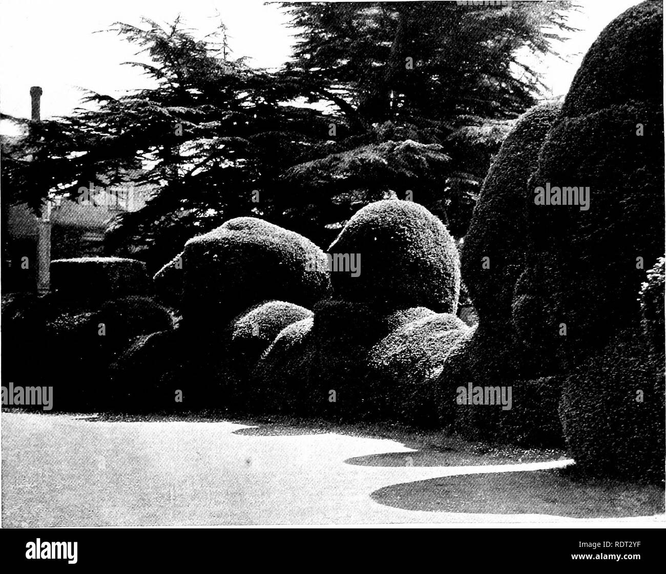 Box yew trees in gardens Black and White Stock Photos & Images - Alamy