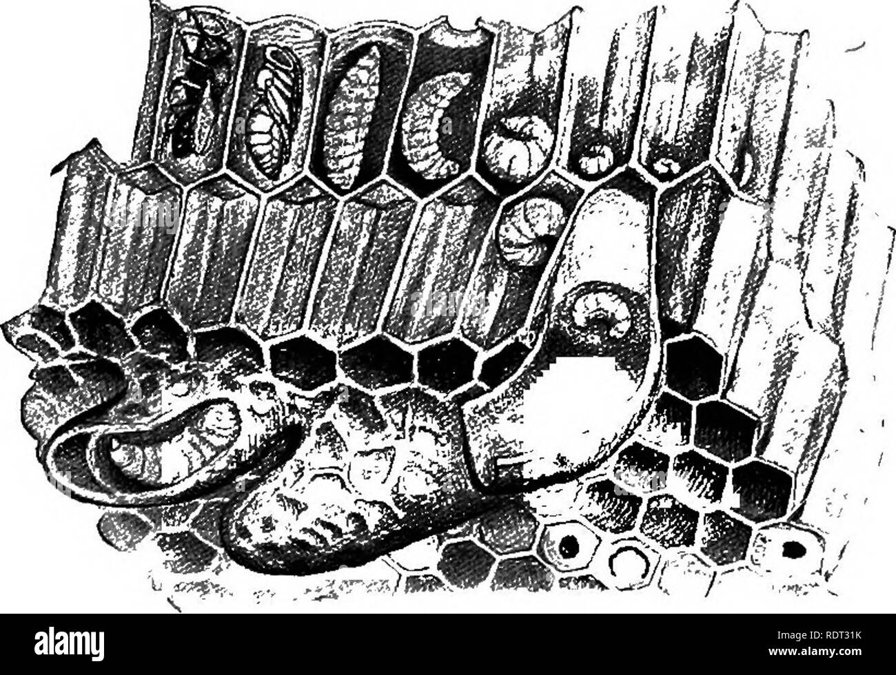 Regurgitate food Black and White Stock Photos & Images - Alamy