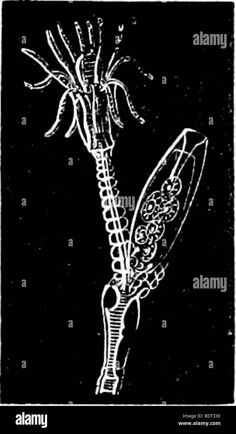 . Seaside studies in natural history. Marine animals. group ; Fig. 57 ...