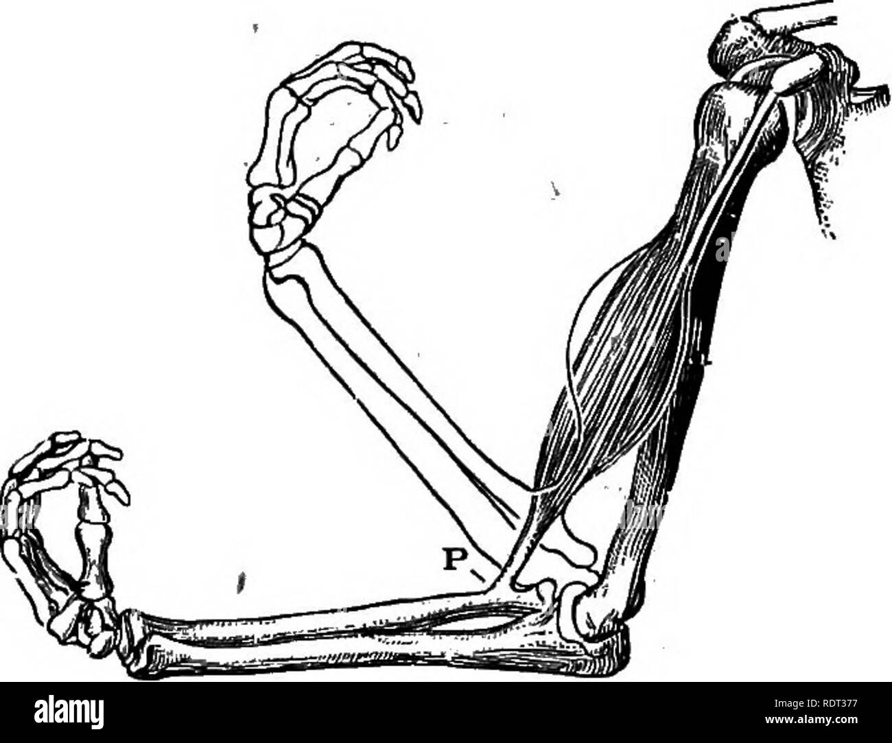 . The animals and man; an elementary textbook of zoology and human ...