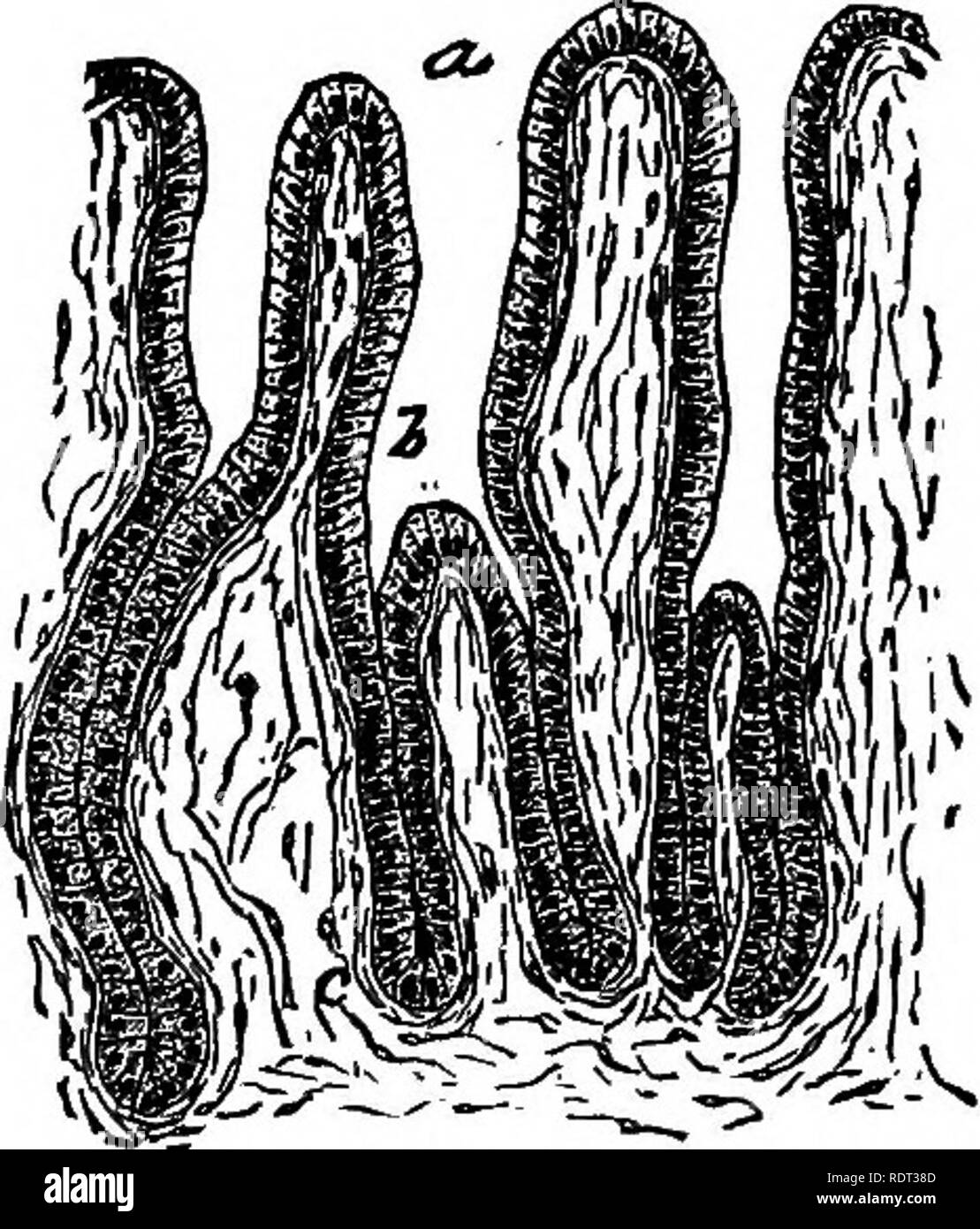 . The animals and man; an elementary textbook of zoology and human ...