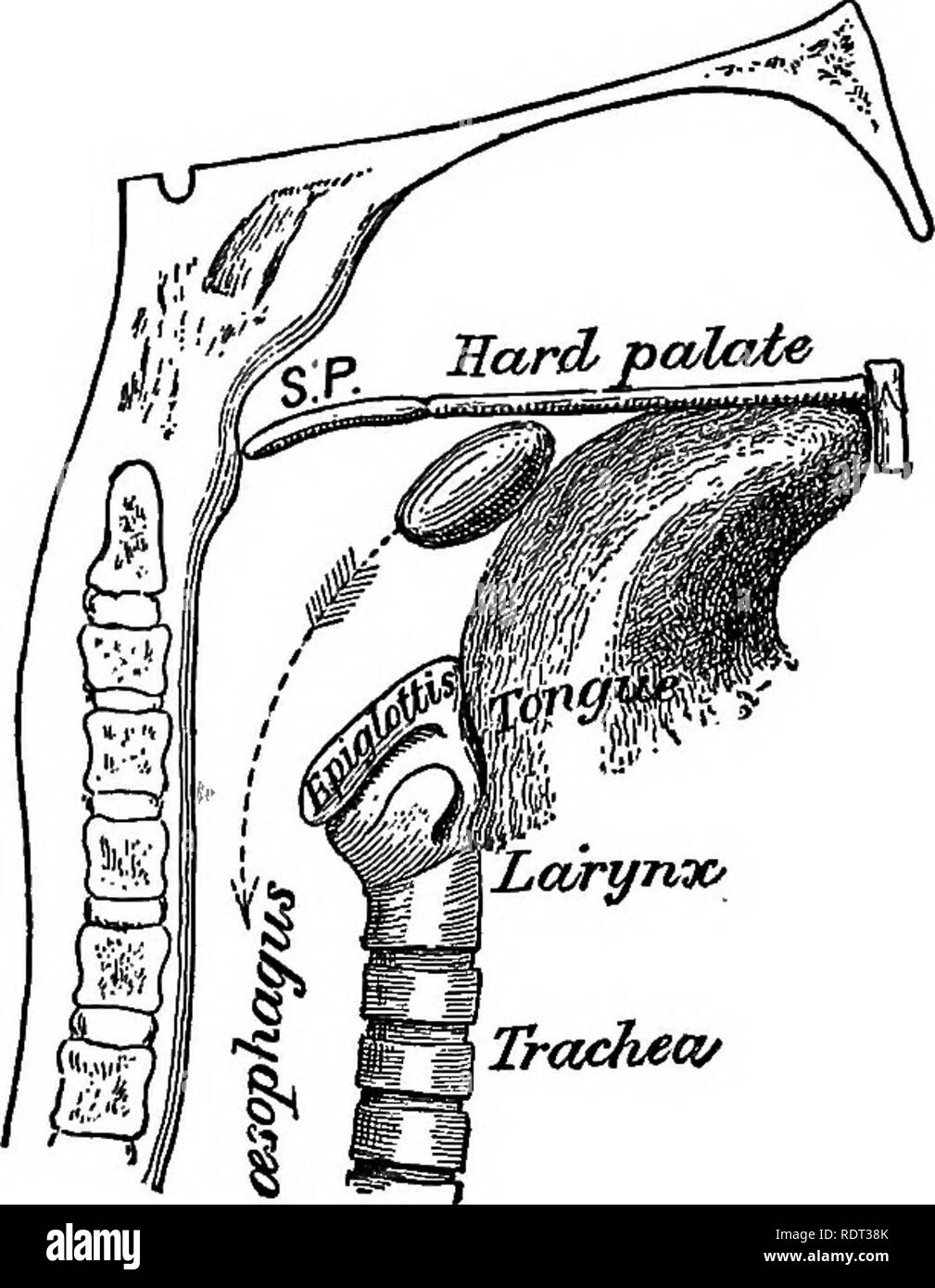 . The animals and man; an elementary textbook of zoology and human ...