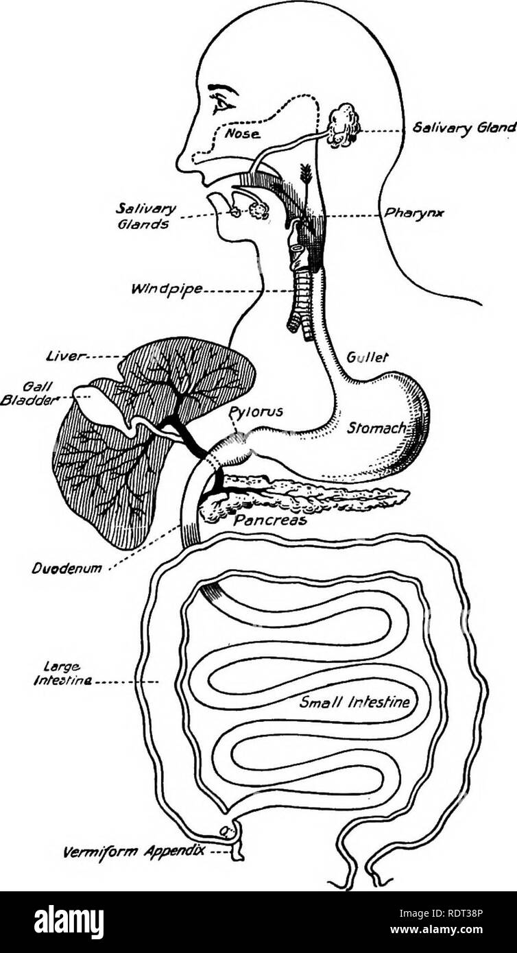 Digestive System Diagram Black And White Unlabelled