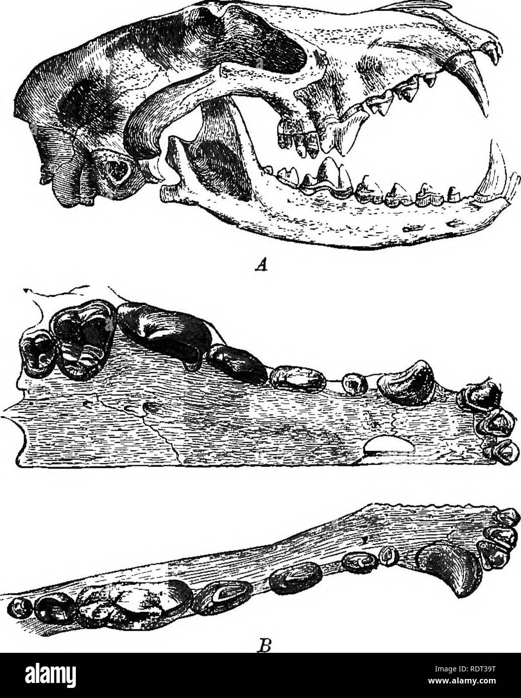 Wolf tooth divided Black and White Stock Photos & Images - Alamy
