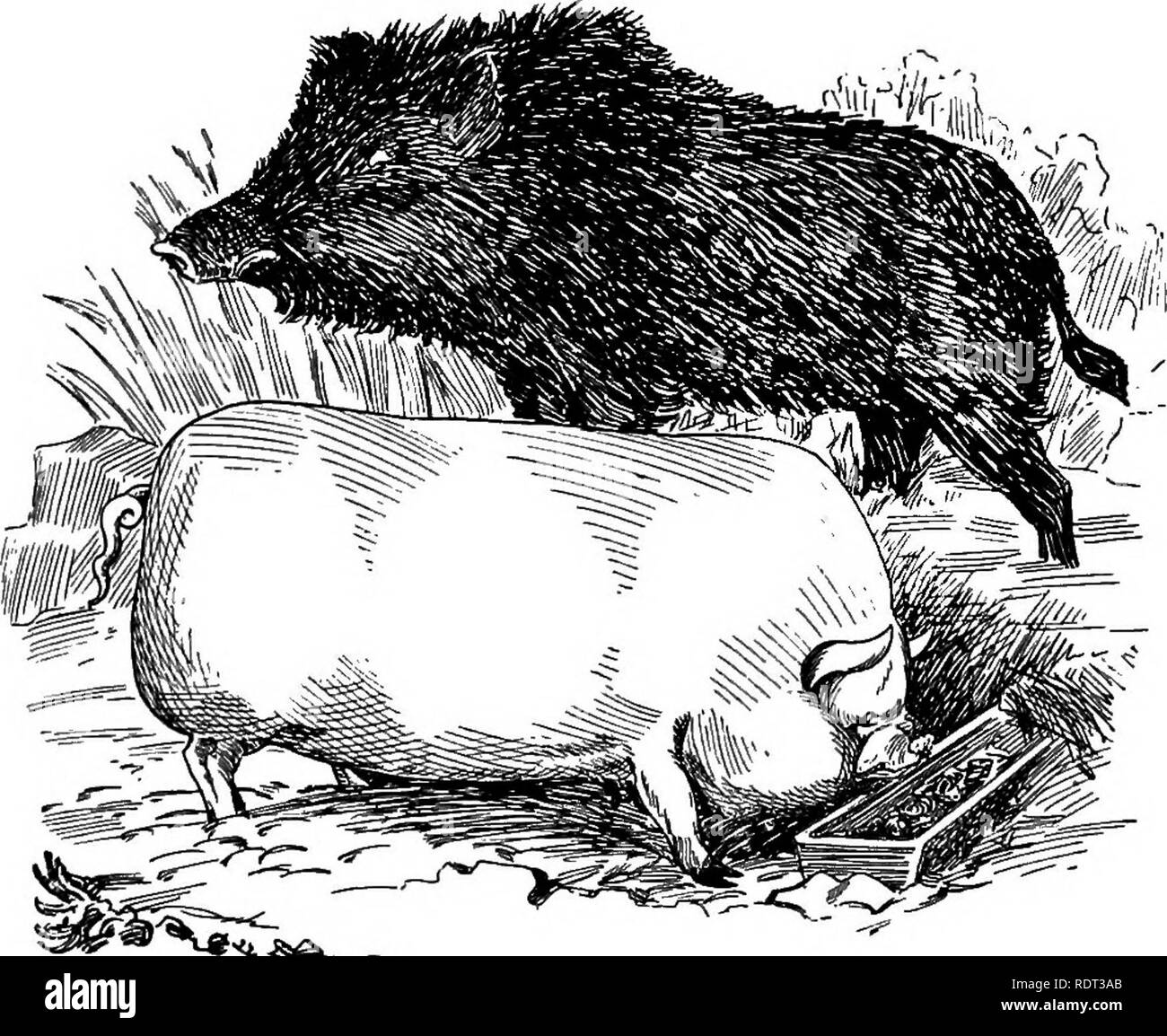 . The animals and man; an elementary textbook of zoology and human ...