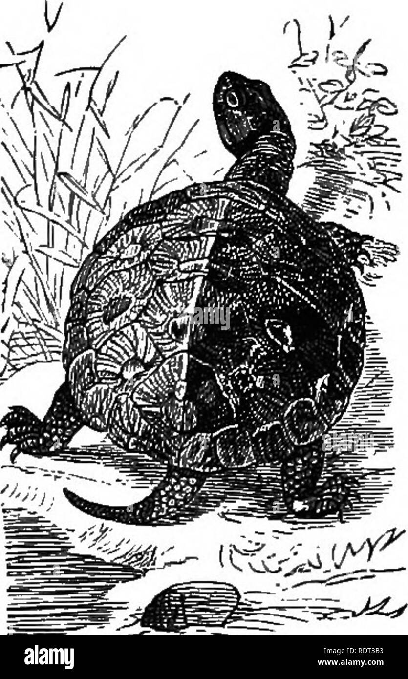 Tortoises swimming Black and White Stock Photos & Images - Alamy