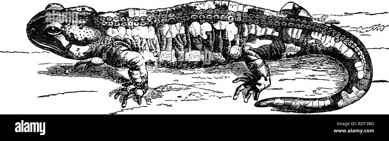 Gymnophiona hi-res stock photography and images - Alamy