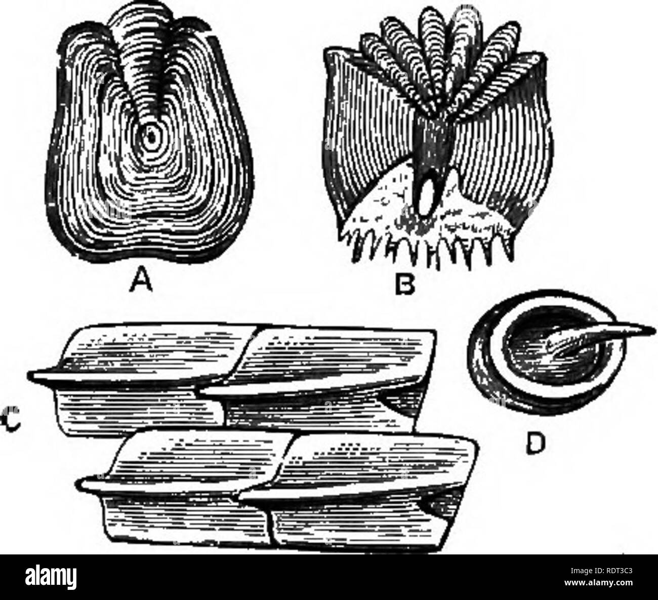 Ganoid scales hi-res stock photography and images - Alamy
