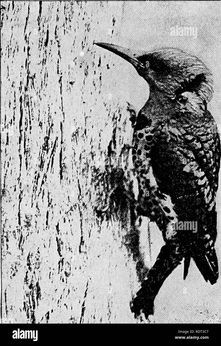 Carlin air hi-res stock photography and images - Alamy