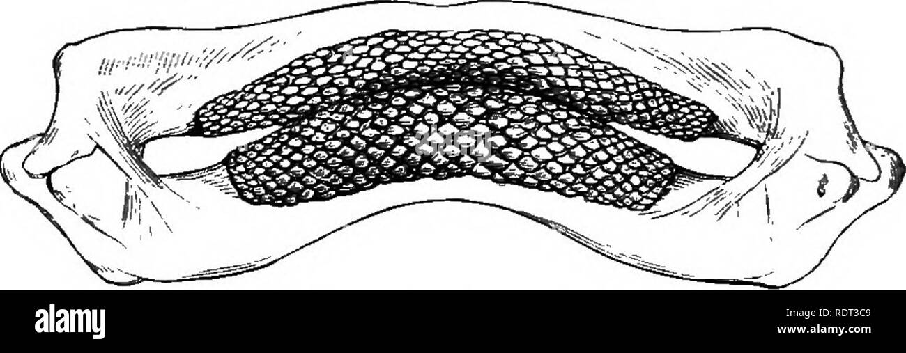 Placoid scales hi-res stock photography and images - Alamy