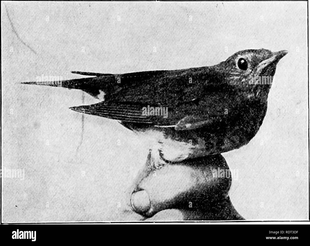 Man eating birds Black and White Stock Photos & Images - Alamy