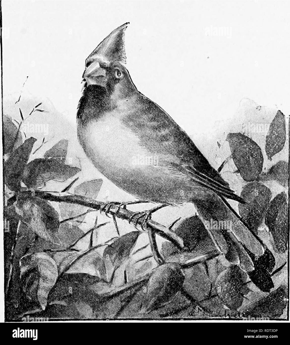 Red cardinal bird in flight Black and White Stock Photos & Images - Alamy