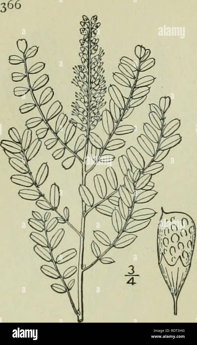 Amorpha nana hi-res stock photography and images - Alamy