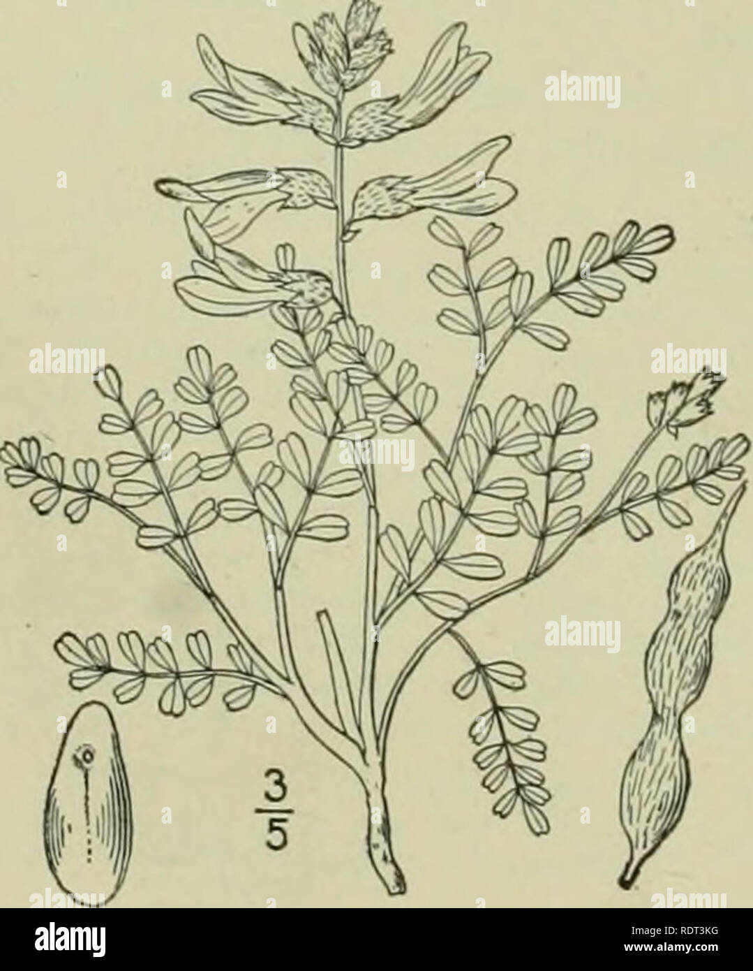 Glandular punctate hi-res stock photography and images - Alamy