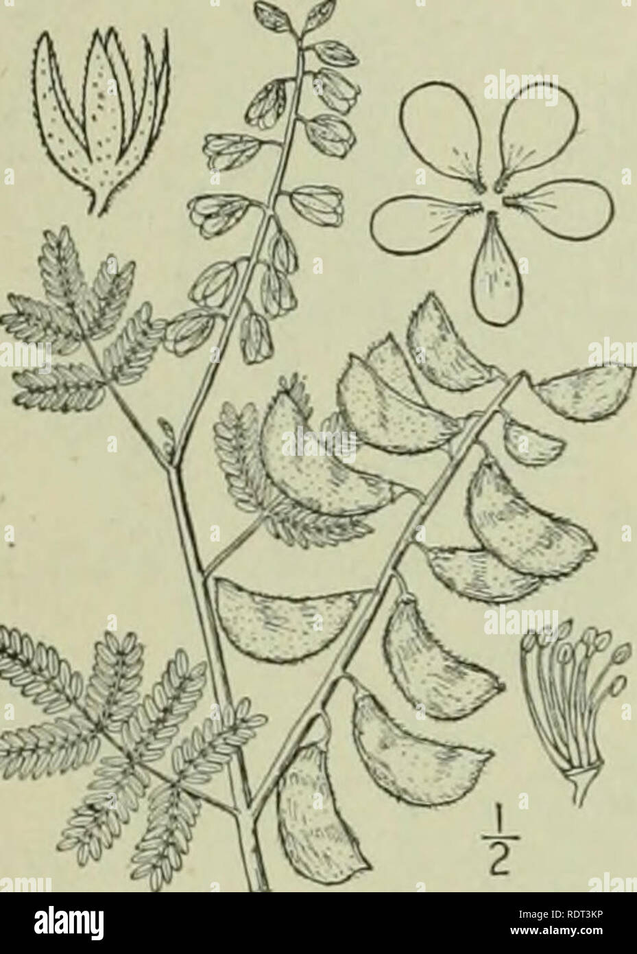 Glandular punctate hi-res stock photography and images - Alamy