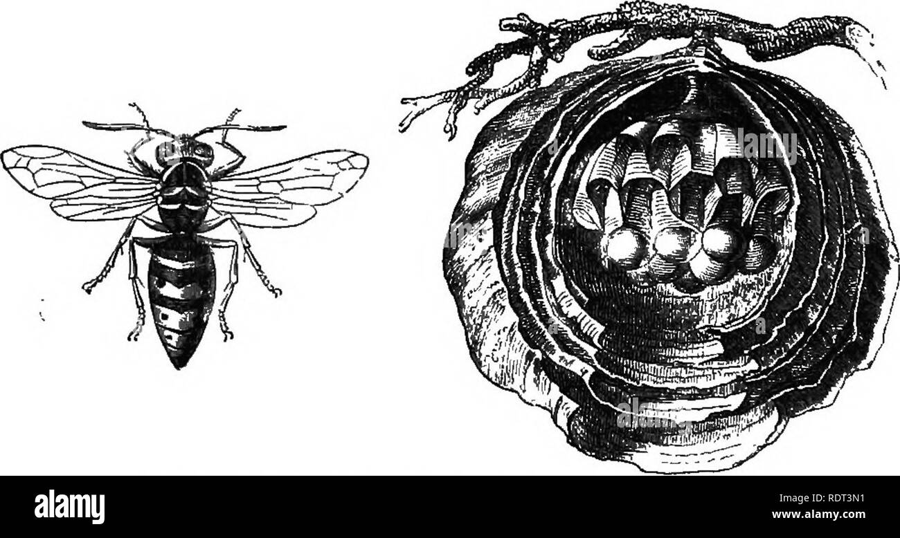 Wasp pupae Black and White Stock Photos & Images - Alamy