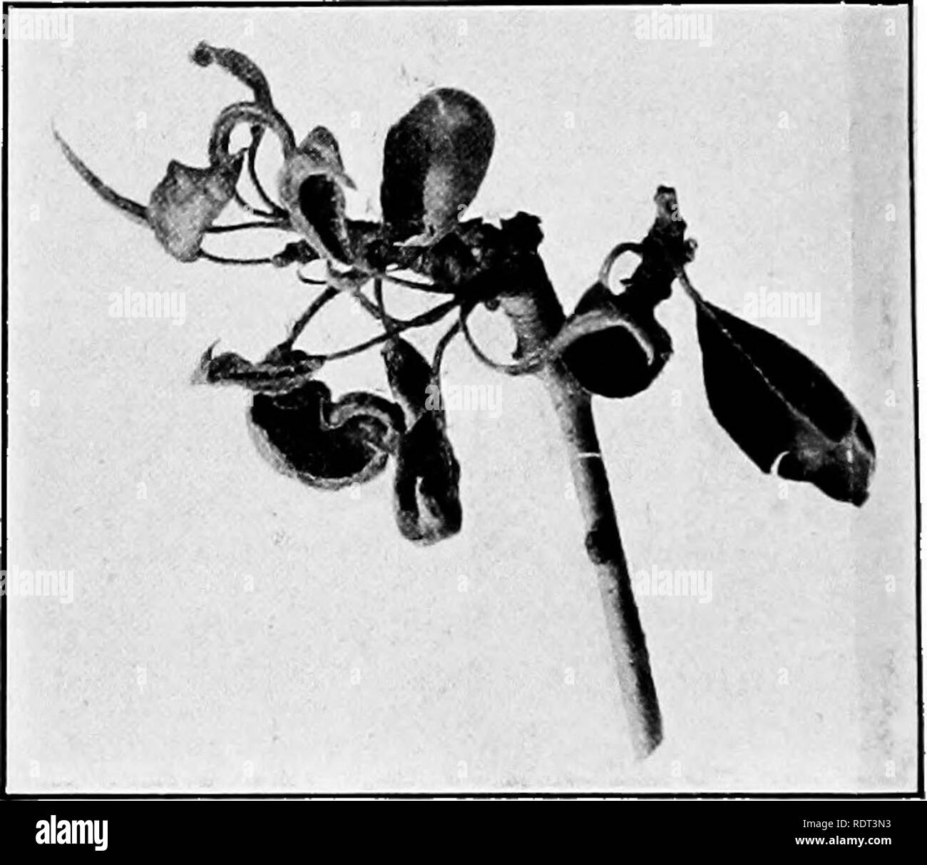 Dead leaf showing veins Black and White Stock Photos & Images - Alamy