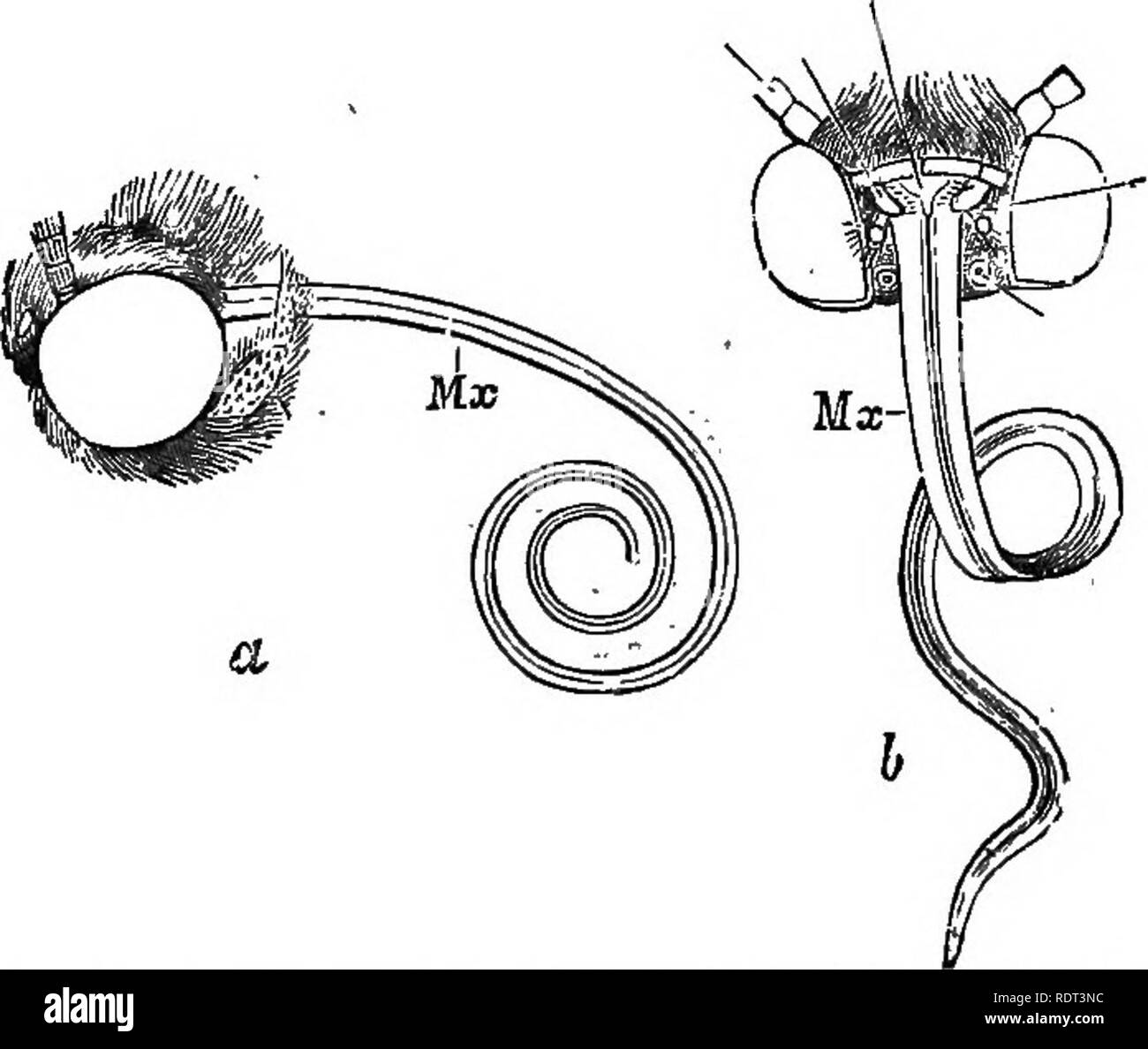 Feeding appendages Black and White Stock Photos & Images - Alamy