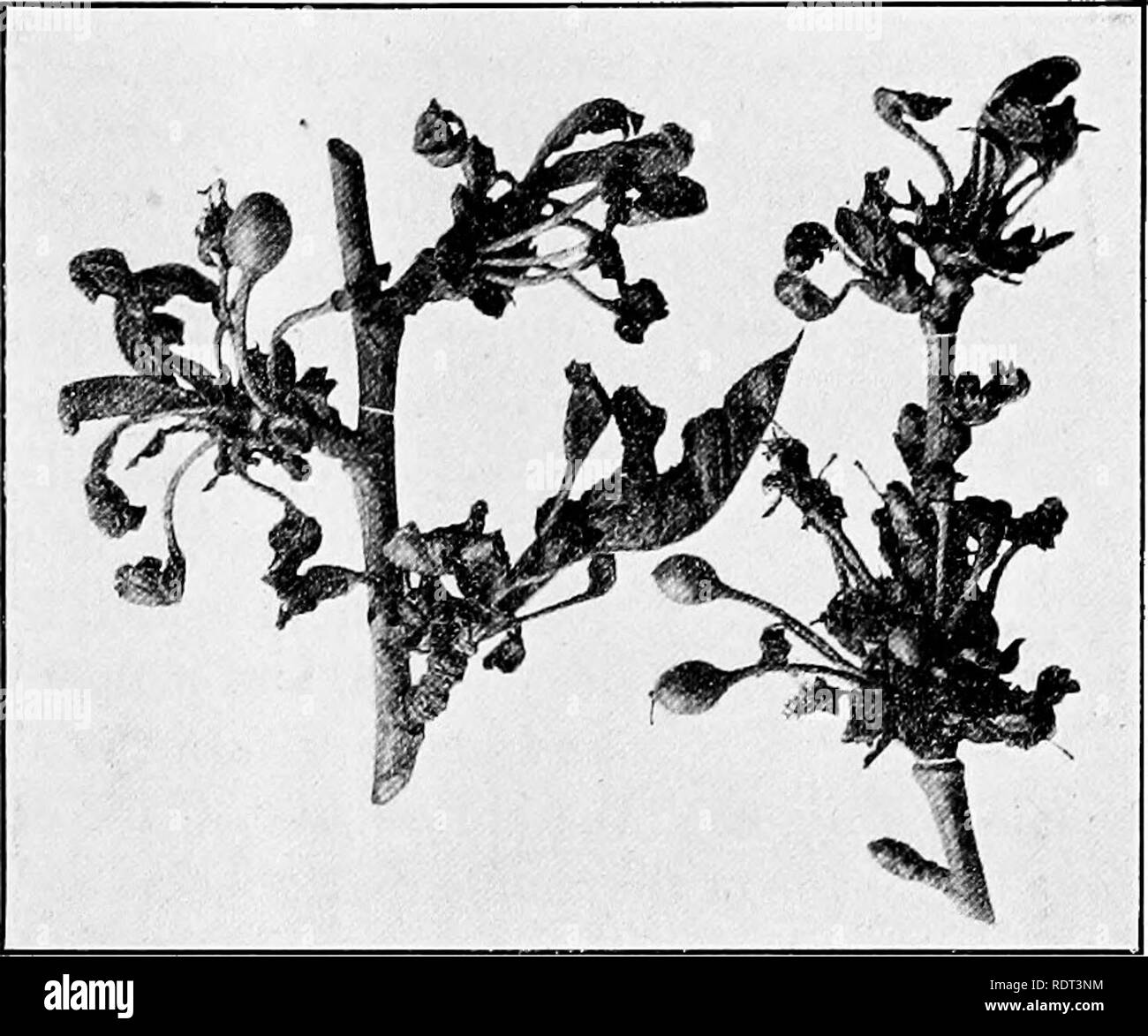 Thrips leaf Black and White Stock Photos & Images - Alamy