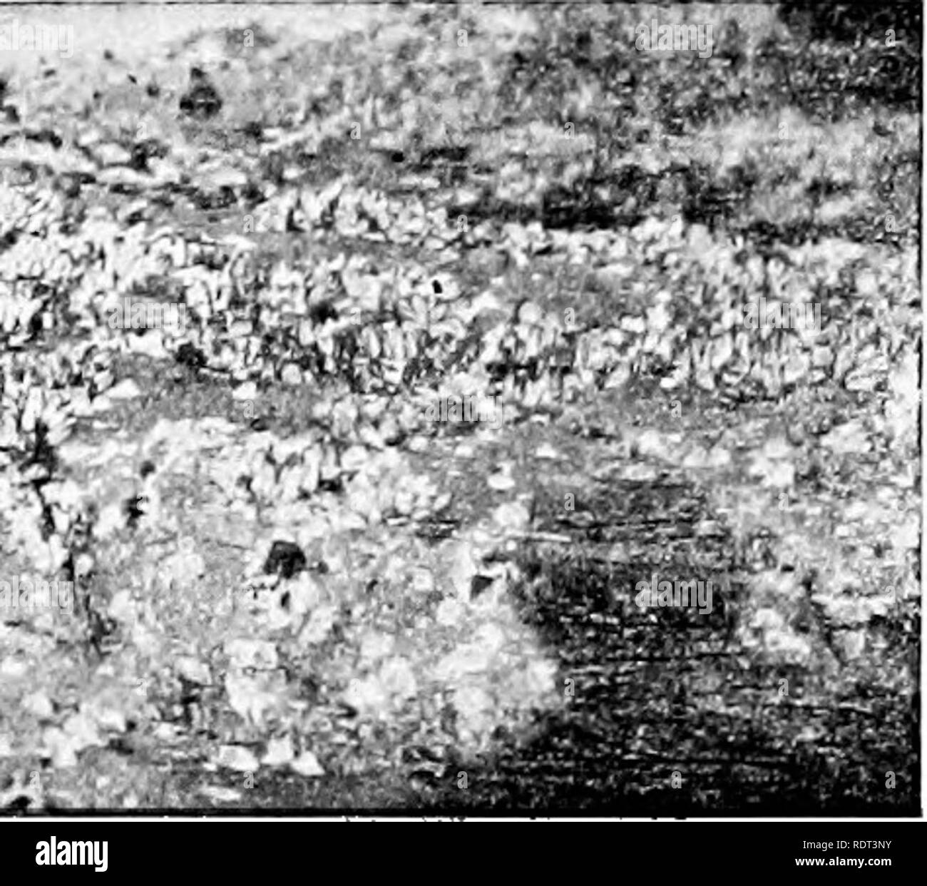 Clam and barnacles Black and White Stock Photos & Images - Alamy