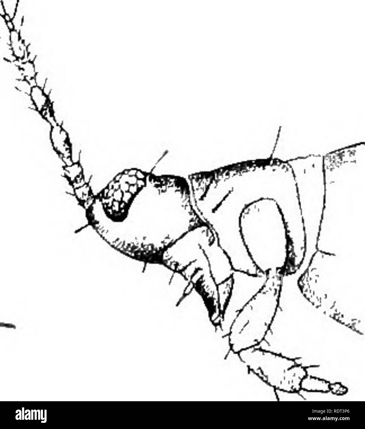 Insect made from flowers hi-res stock photography and images - Alamy