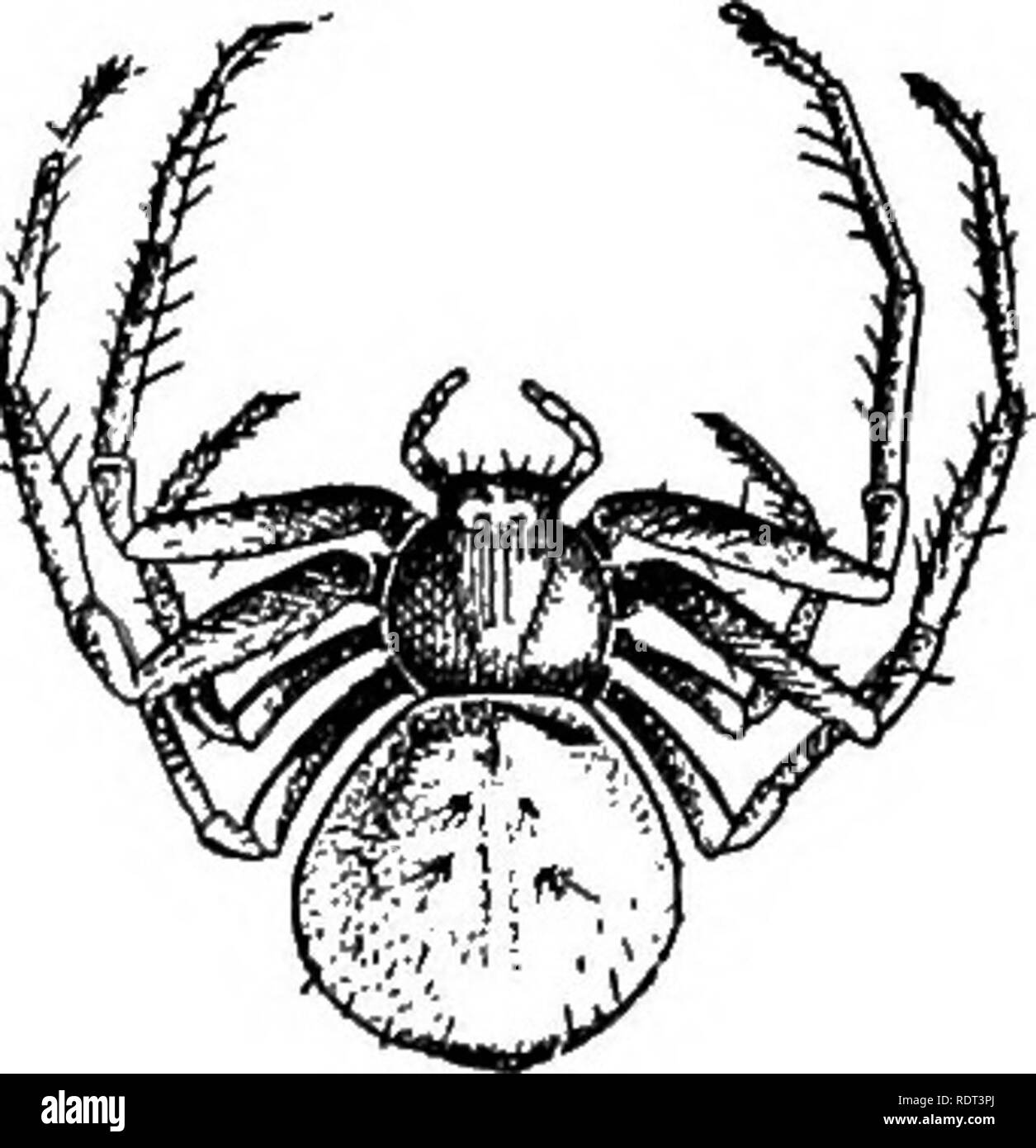 Spider on web with egg sac Black and White Stock Photos & Images - Alamy