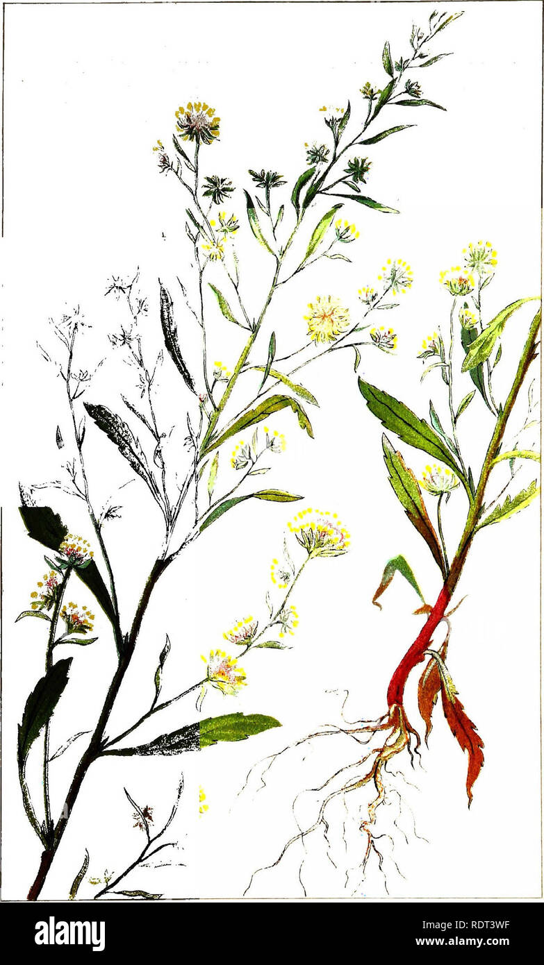 . The weeds, poison plants, and naturalized aliens of Victoria. Botany ...