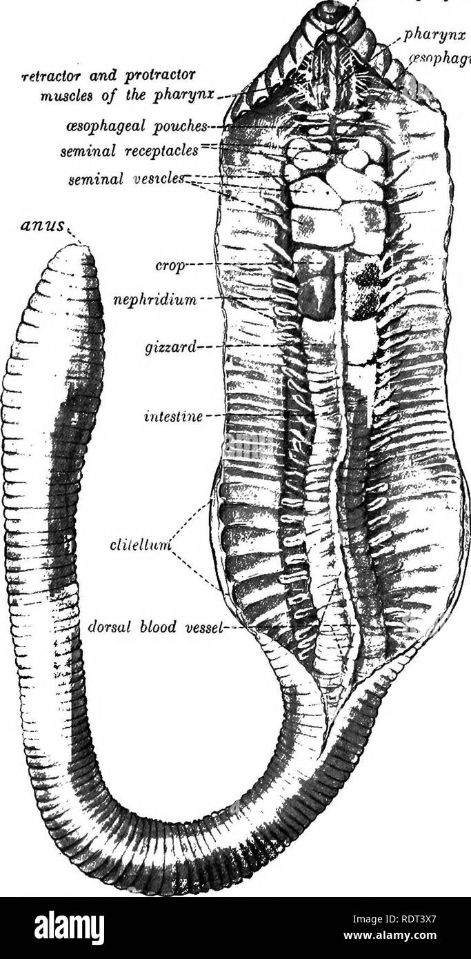 Lumbricus sp hi-res stock photography and images - Alamy