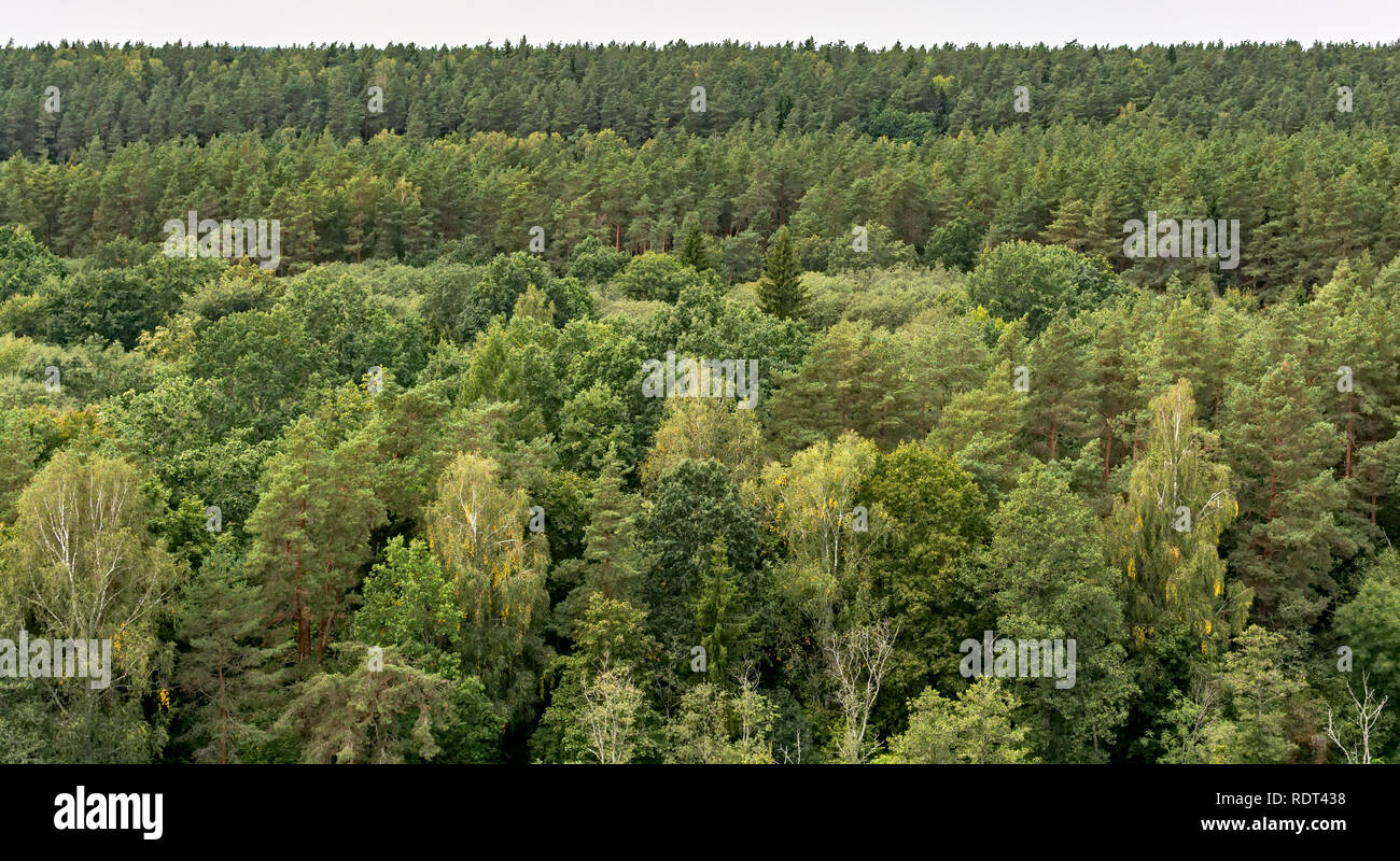 Green trees in a forest. Spruces, fir and pine trees in wilderness of ...